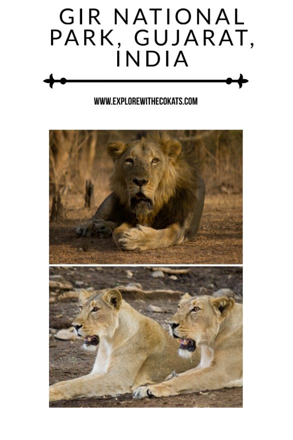 Gir National Park: Weekend trip in Photo blog - Explore with Ecokats