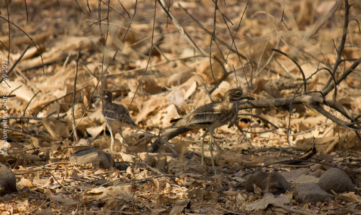 Gir National Park: Weekend trip in Photo blog - Explore with Ecokats
