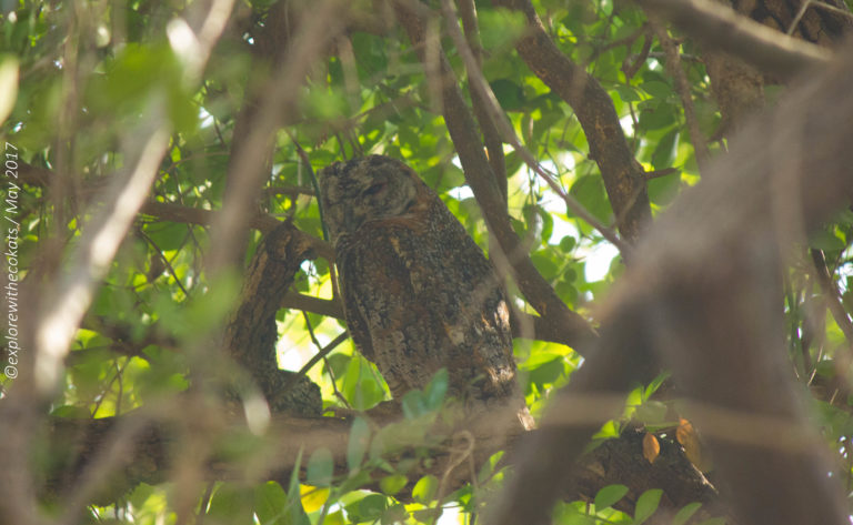 Gir National Park: Weekend trip in Photo blog - Explore with Ecokats