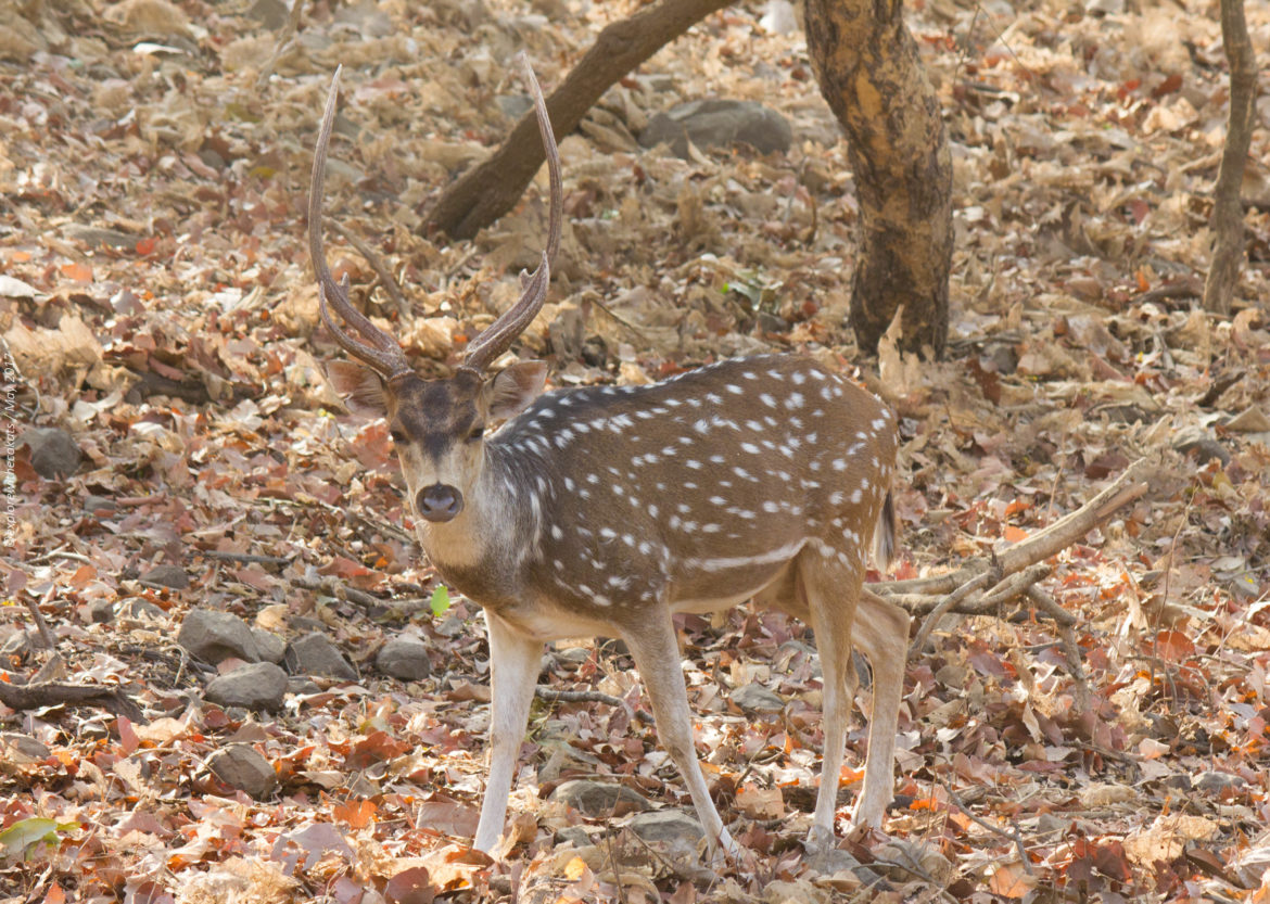 Gir National Park: Weekend trip in Photo blog - Explore with Ecokats