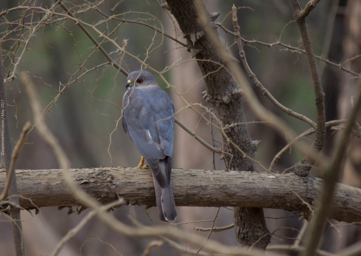 Gir National Park: Weekend trip in Photo blog - Explore with Ecokats
