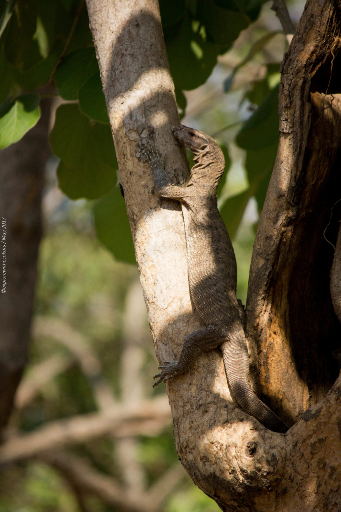 Gir National Park: Weekend trip in Photo blog - Explore with Ecokats