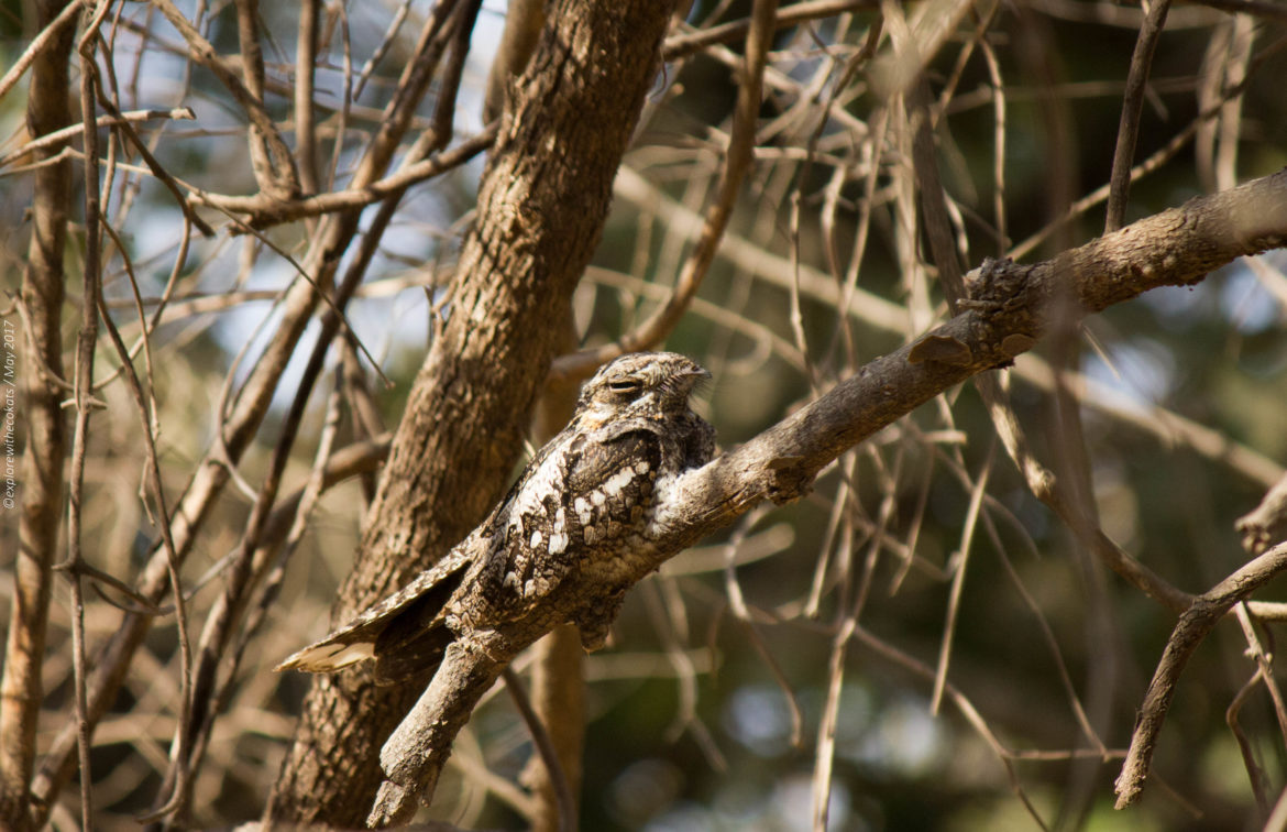 Gir National Park: Weekend trip in Photo blog - Explore with Ecokats
