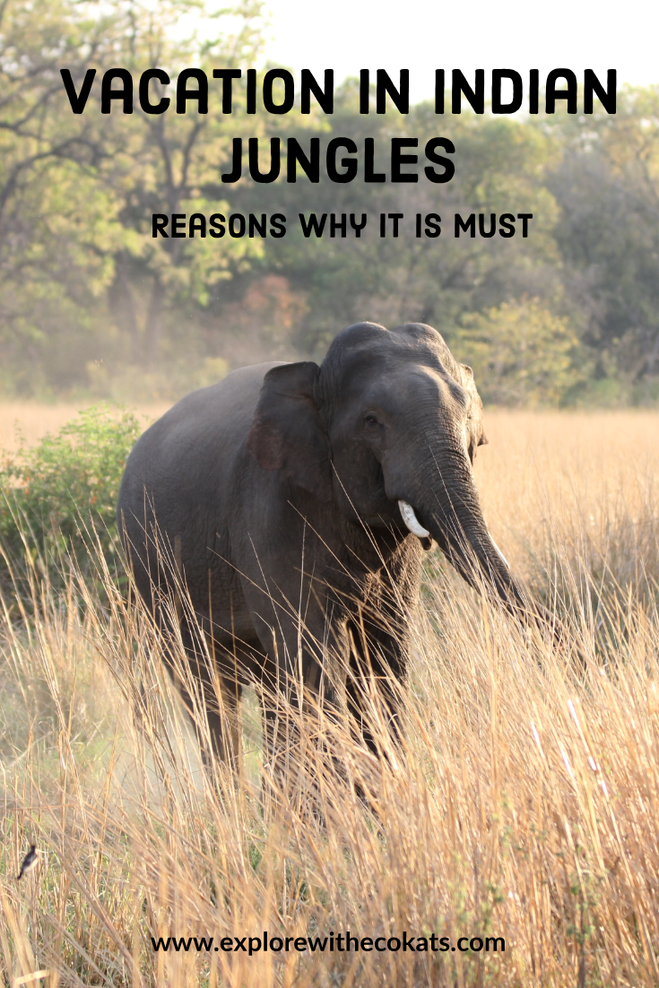 Vacation in the Indian jungles: 7 reasons why it is a must - Explore ...