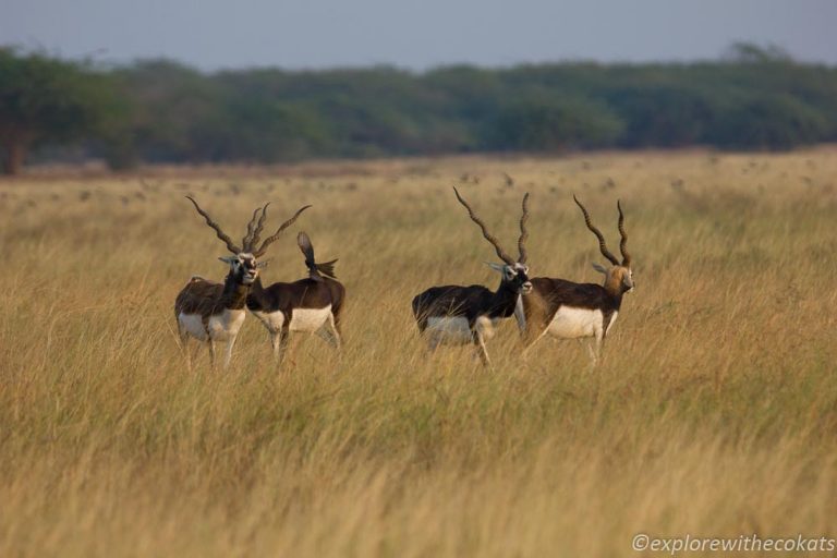 Blackbuck National Park, Velavadar: A guide to the Golden Grasslands ...