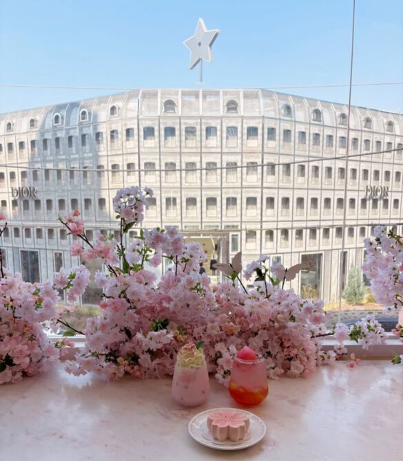 Chasing Korea Cherry Blossoms: Best places to view Cherry Blossoms in ...