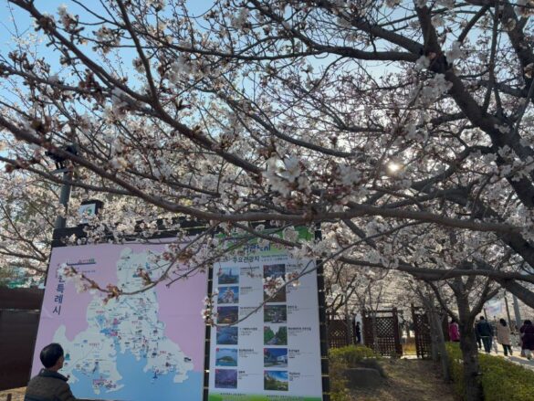 Jinhae Cherry Blossom Festival: Is it worth checking out the Jinhae ...