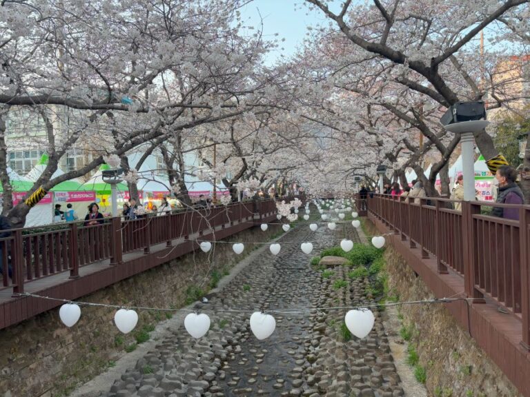 Jinhae Cherry Blossom Festival: Is it worth checking out the Jinhae ...